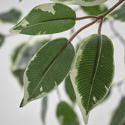 IKEA El Hierro - FEJKA planta artificial, interior/exterior/ficus benjamina